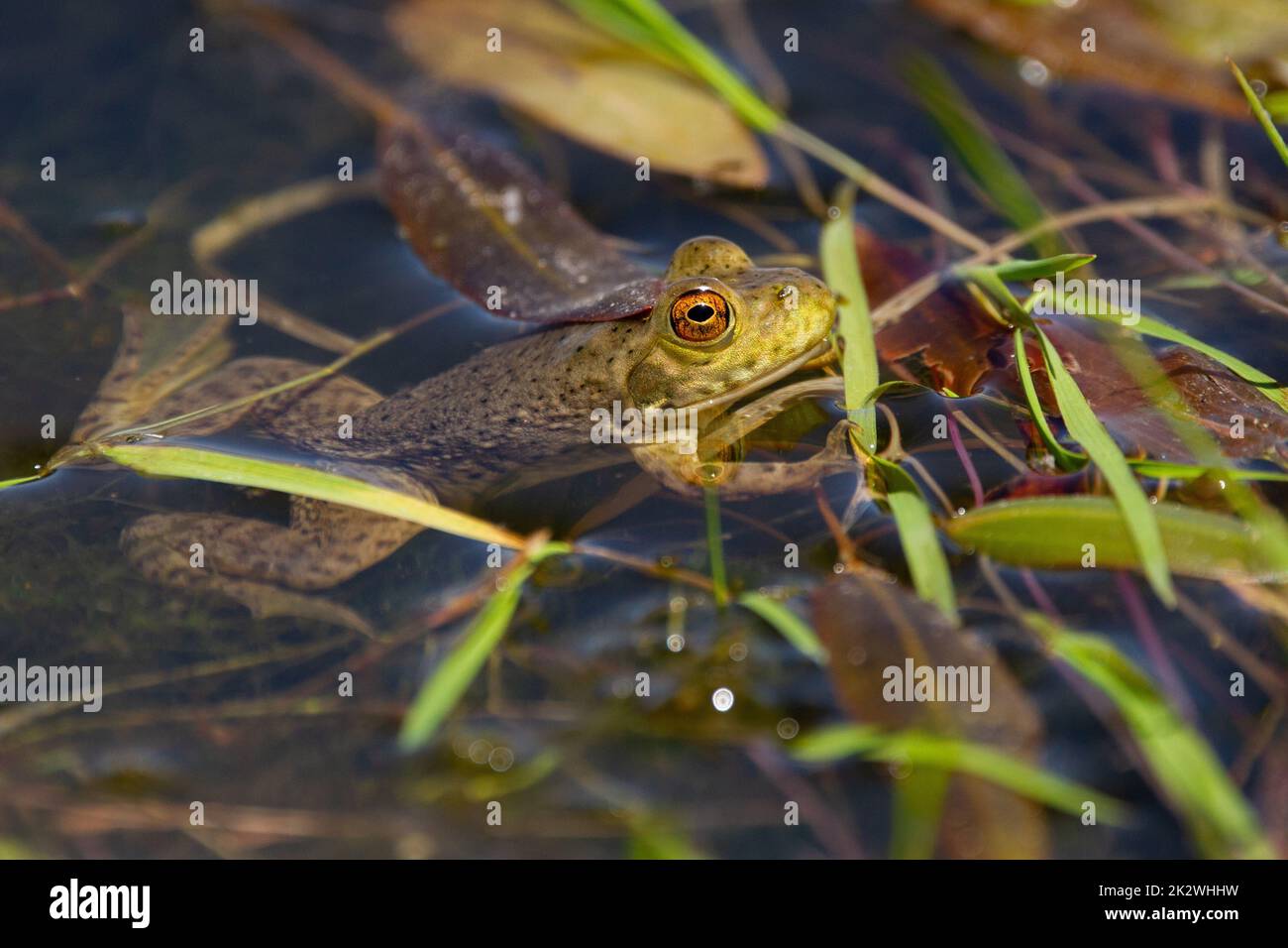 An American Bullfrog sits in a layer of green pond Stock Photo - Alamy