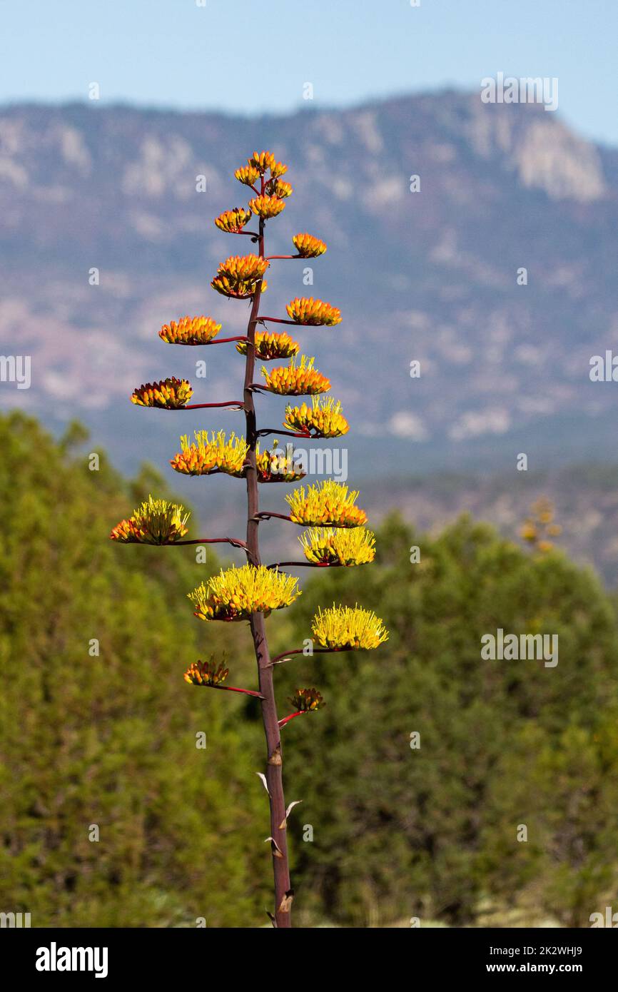 A yellow Agave flower plant in the garden Stock Photo - Alamy