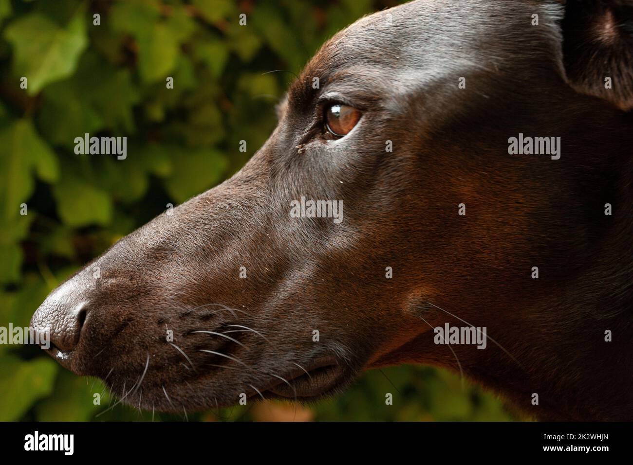 The profile portrait of a brown greyhound before the green trees Stock ...