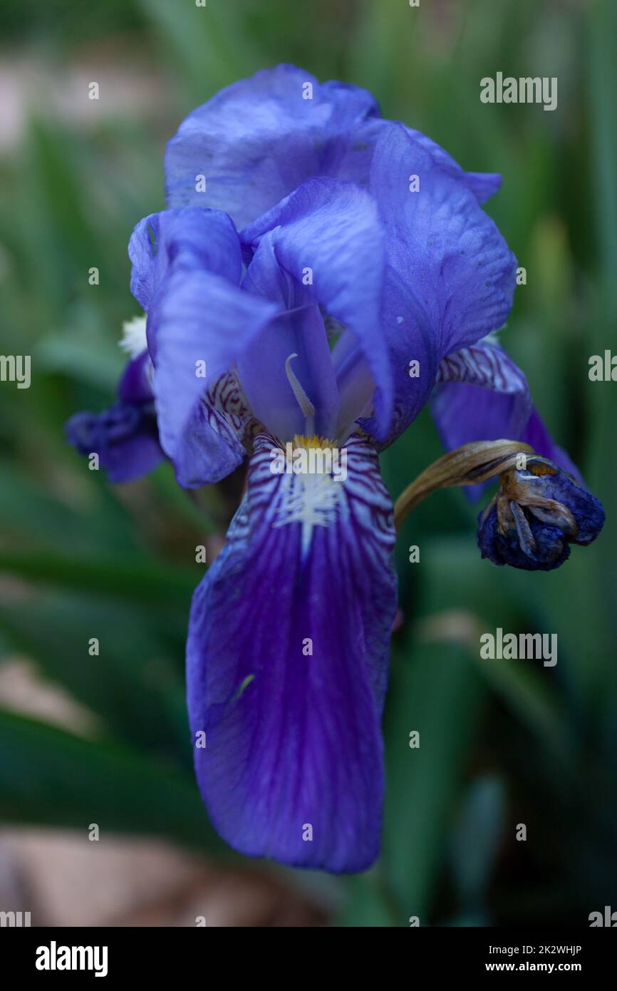 The vertical close-up view of a blue Bearded iris flower blooming ...