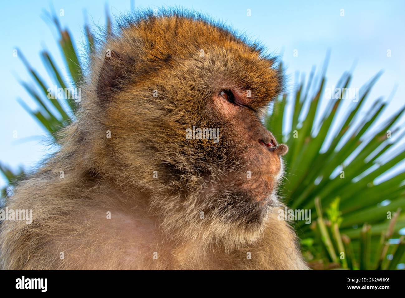 Alameda wildlife conservation park hi-res stock photography and images ...