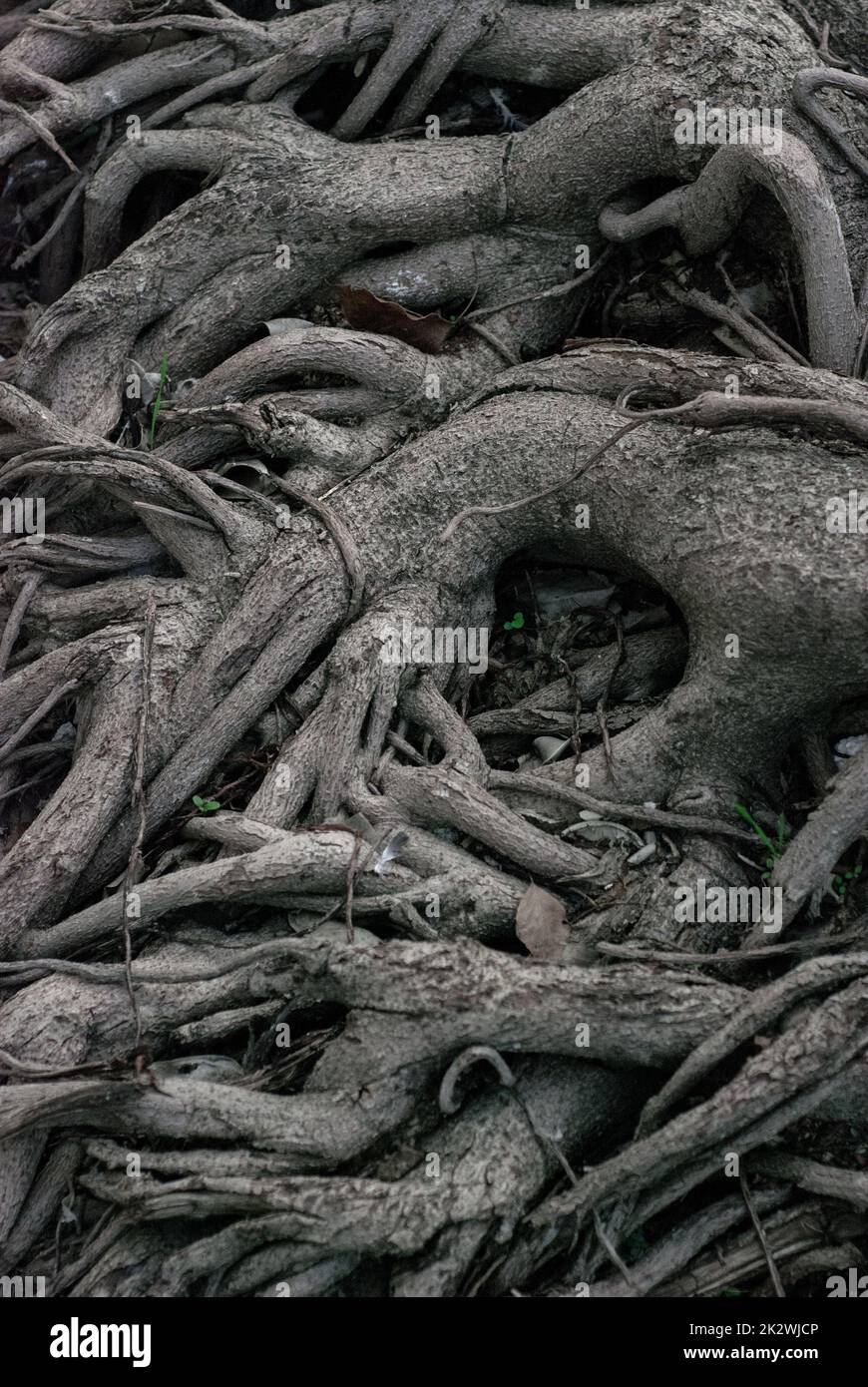 Grey tangled tree roots Stock Photo - Alamy