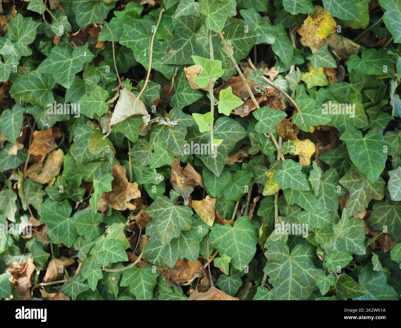 ivy plant background Stock Photo - Alamy