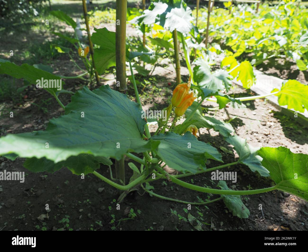 zucchini aka courgettes plant with yellow flower Stock Photo - Alamy