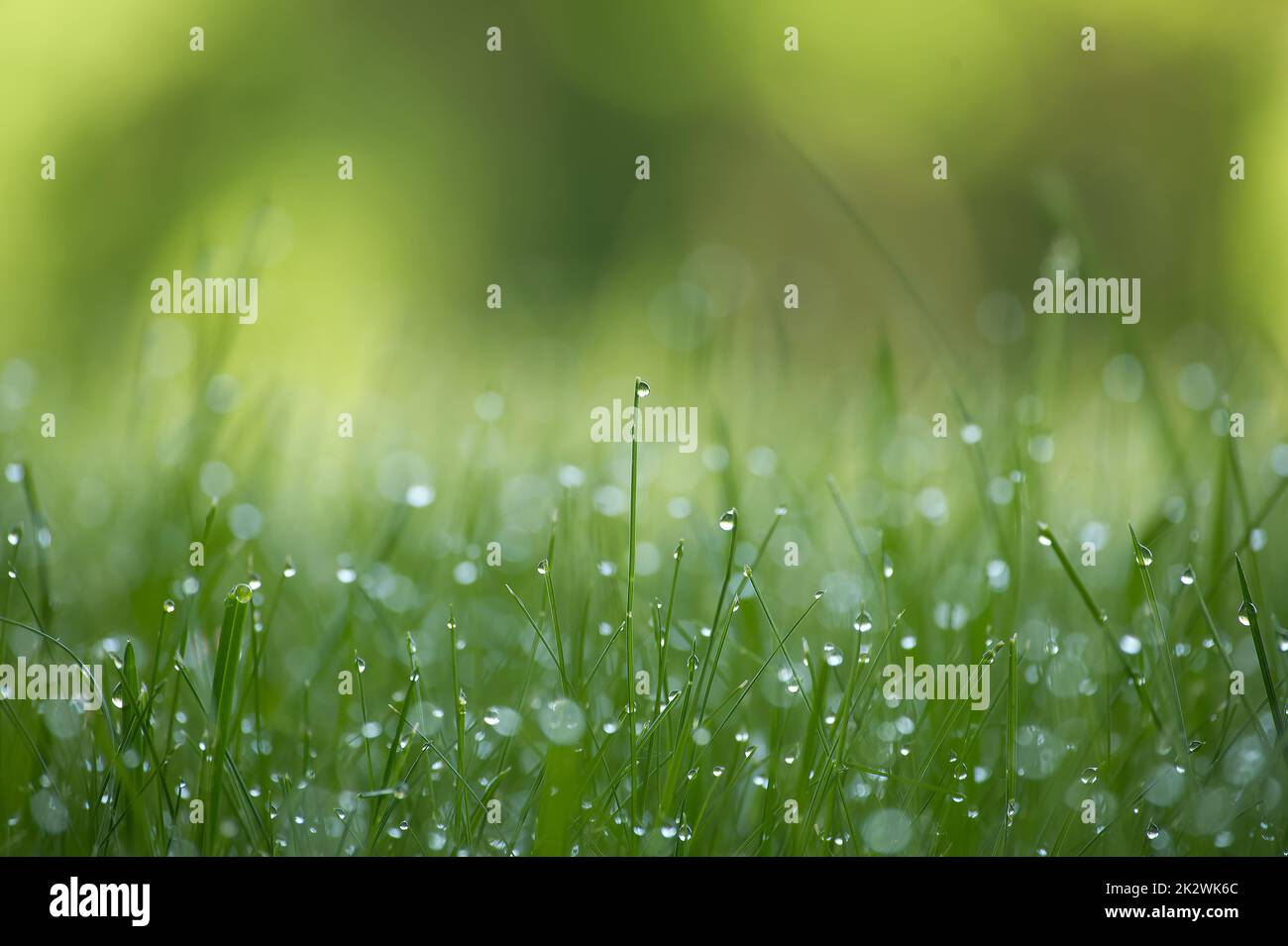 Green spring hi-res stock photography and images - Alamy