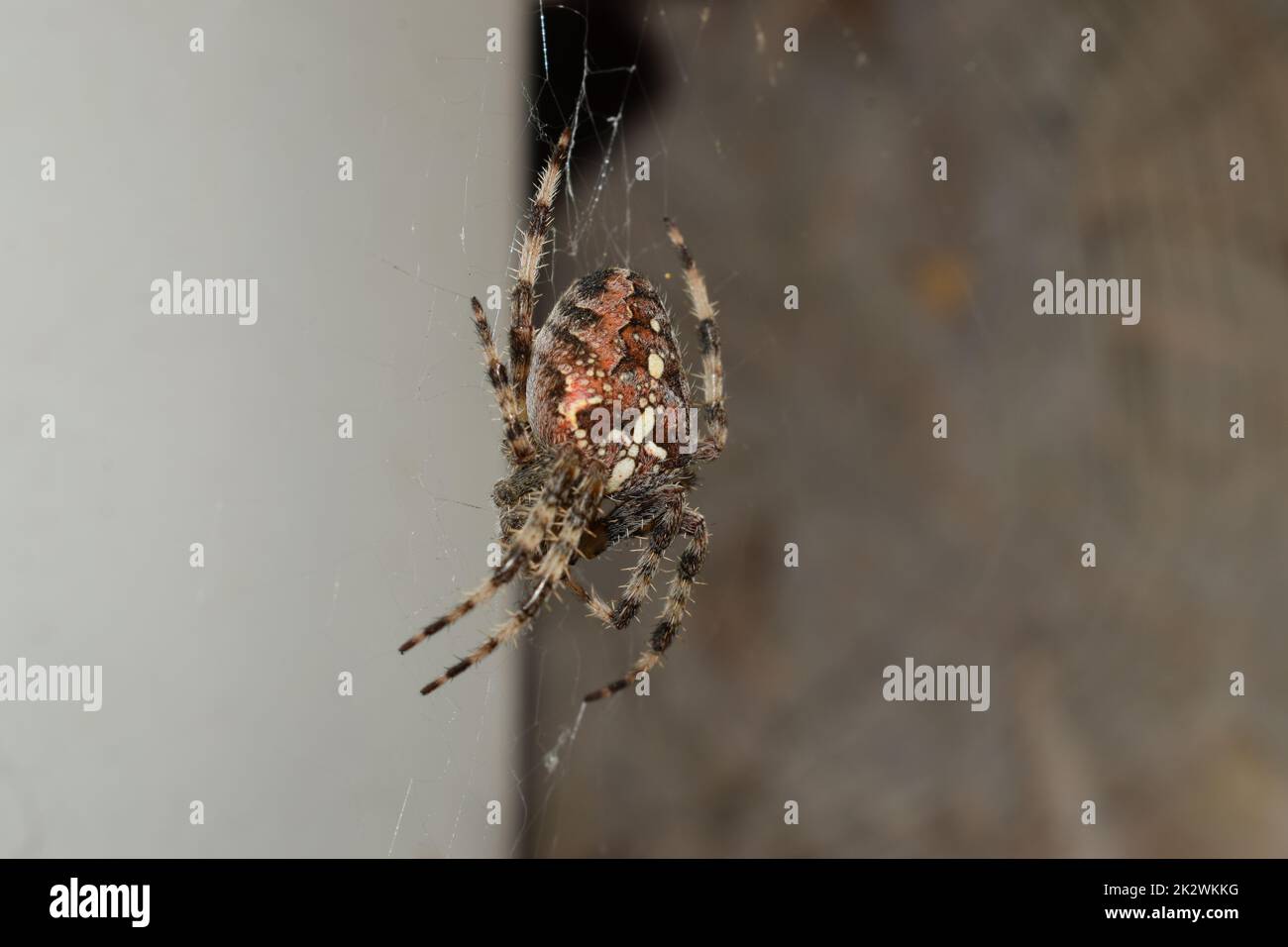 A closeup shot of a cross web weaver spider Stock Photo - Alamy