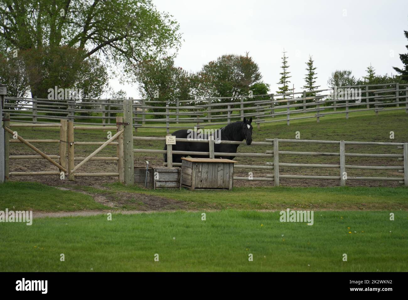 A beautiful young black horse in a fenced paddock on country estate ...