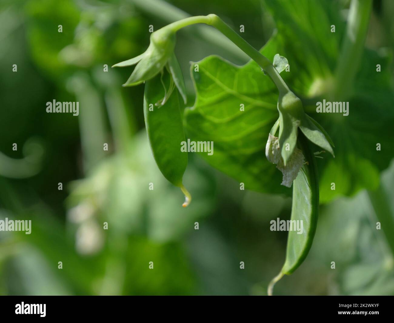 Field peas on an open field in Lower Saxony Stock Photo - Alamy