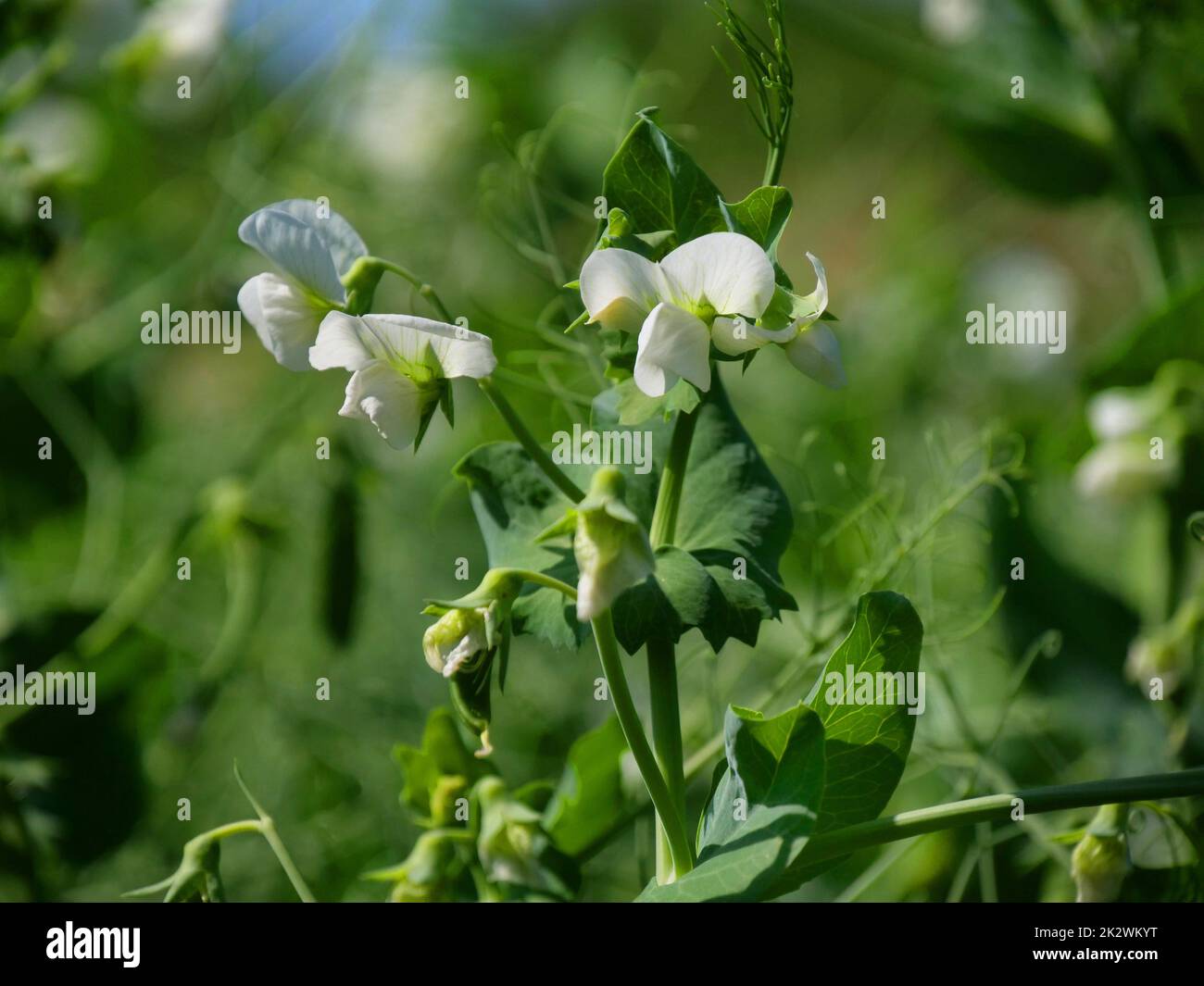 Field peas on an open field in Lower Saxony Stock Photo - Alamy