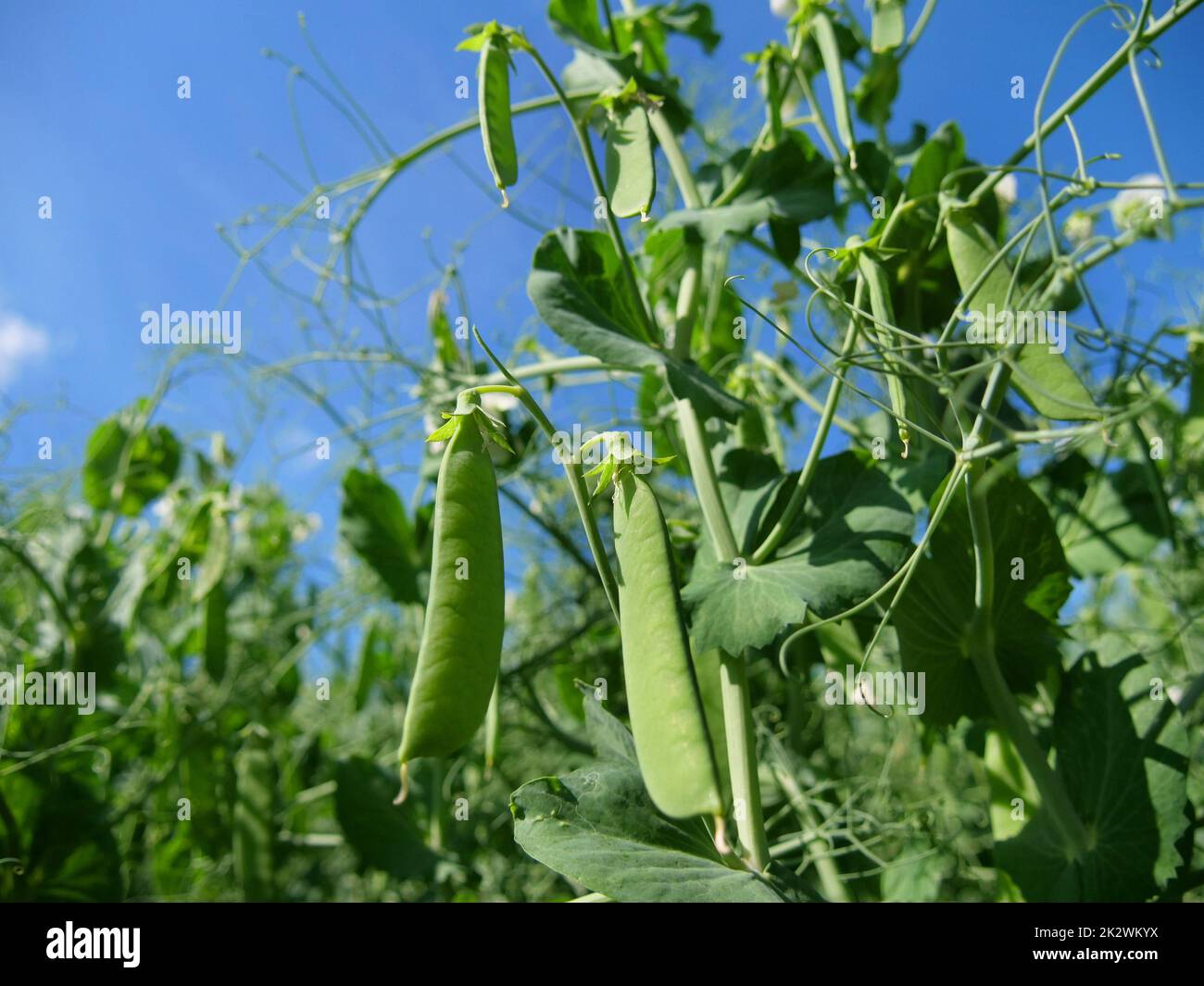 Field peas on an open field in Lower Saxony Stock Photo - Alamy
