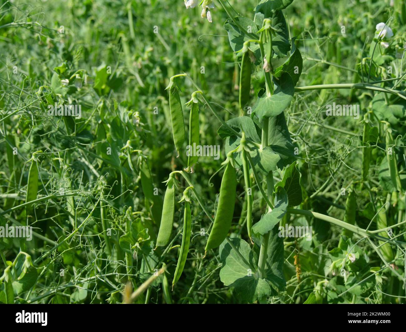 Field peas on an open field in Lower Saxony Stock Photo - Alamy