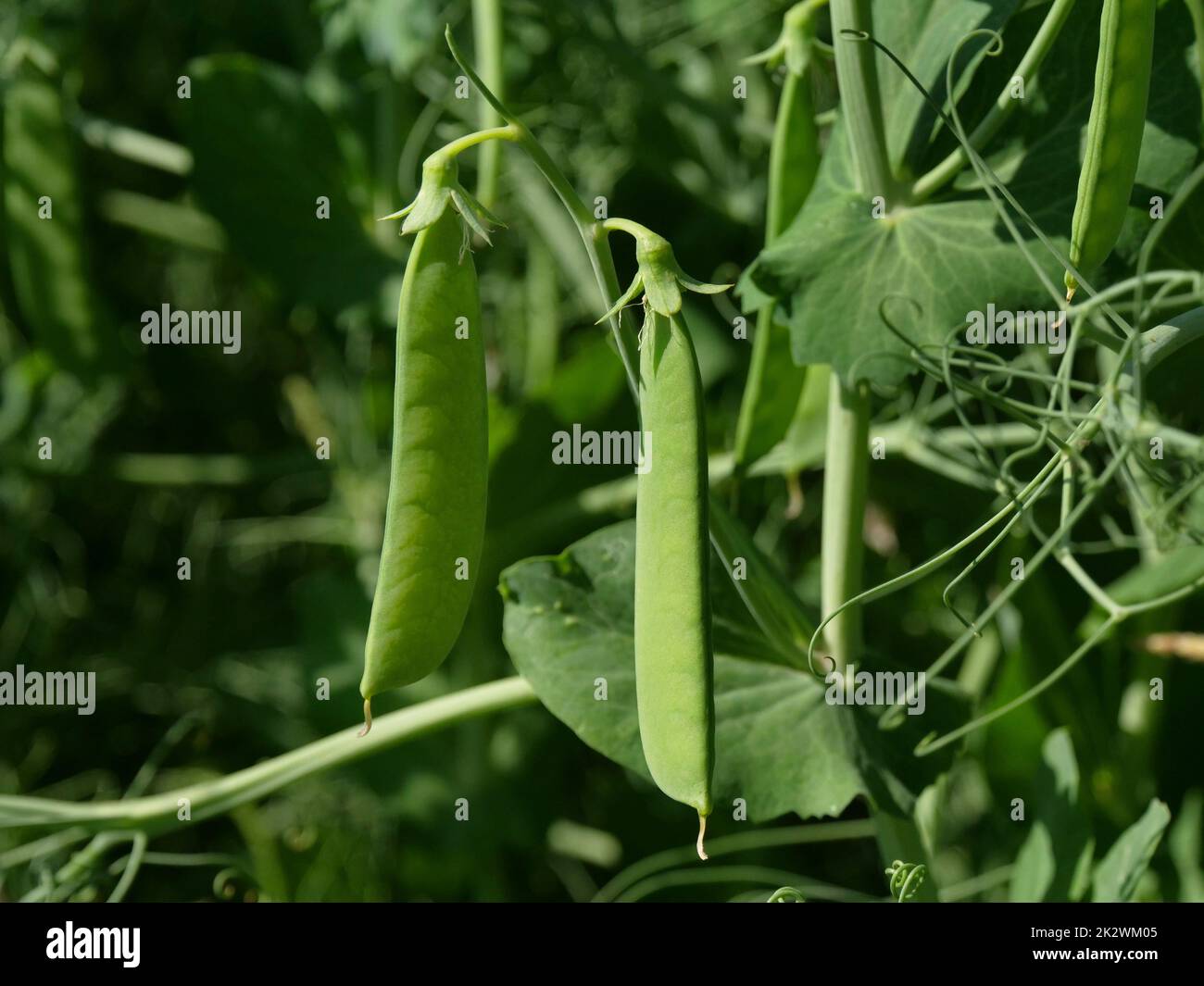 Field peas on an open field in Lower Saxony Stock Photo - Alamy