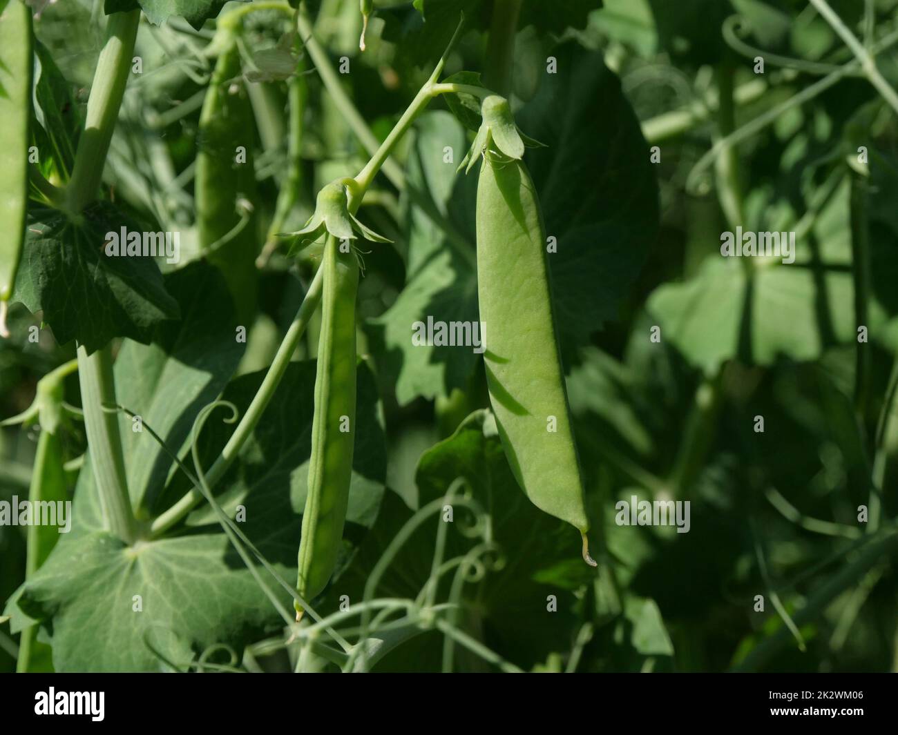 Field peas on an open field in Lower Saxony Stock Photo - Alamy