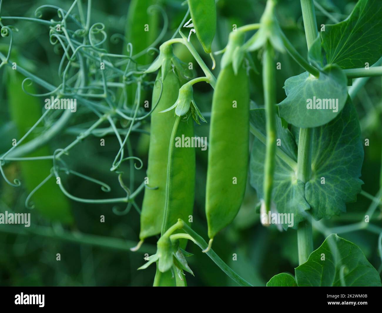 Field peas on an open field in Lower Saxony Stock Photo - Alamy