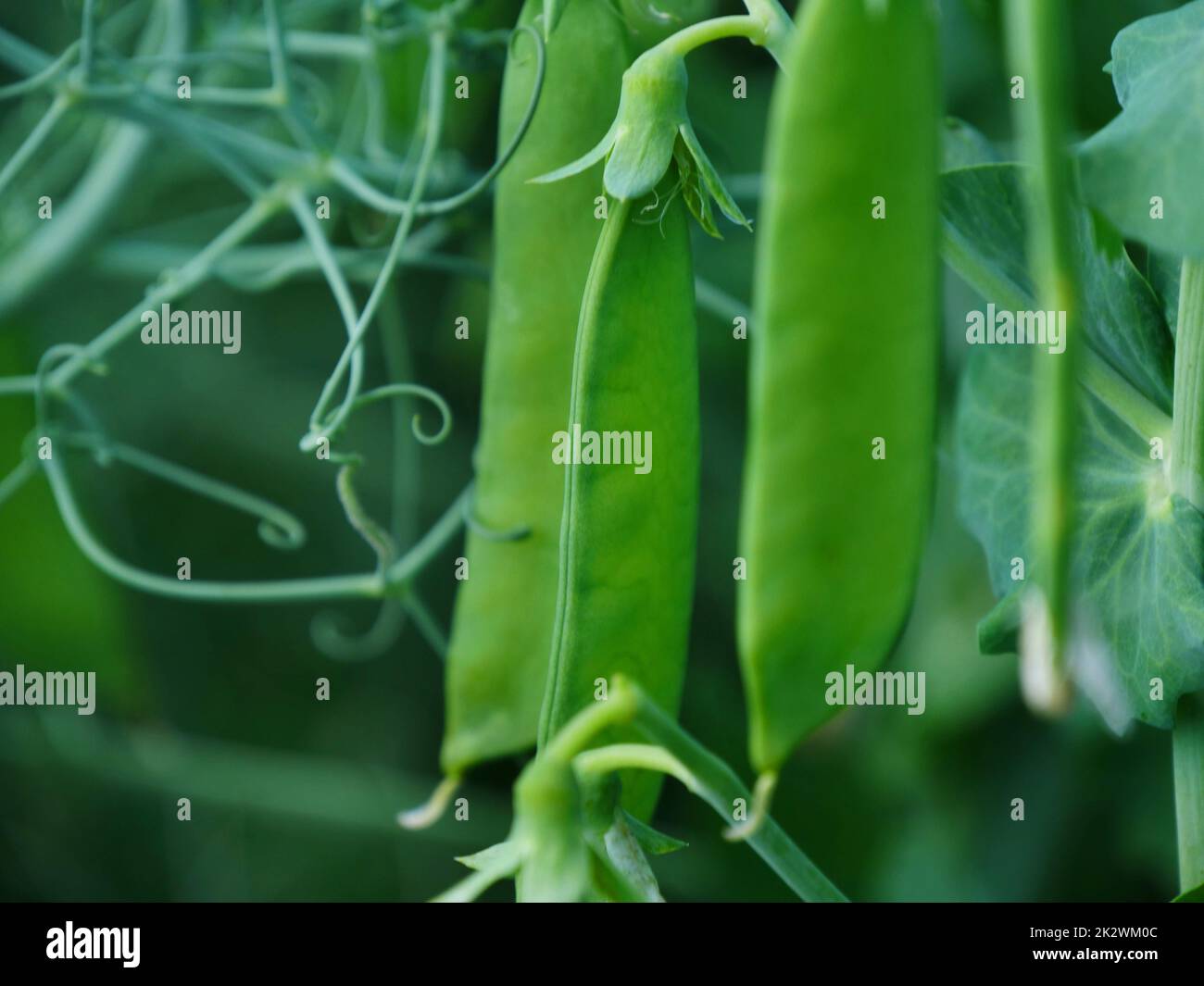 Field peas on an open field in Lower Saxony Stock Photo - Alamy