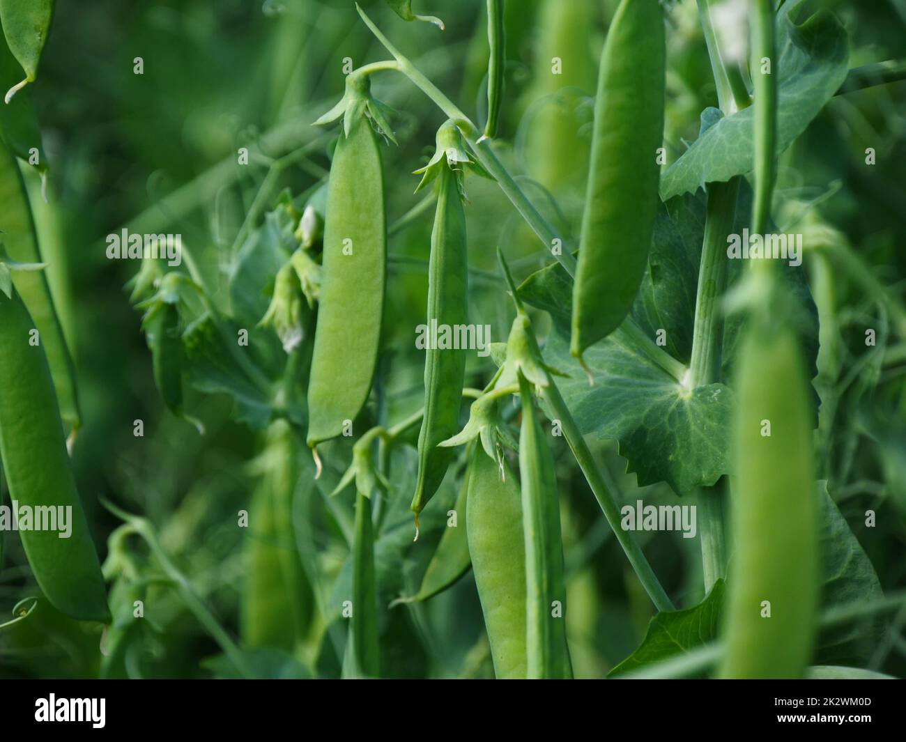 Field peas on an open field in Lower Saxony Stock Photo - Alamy