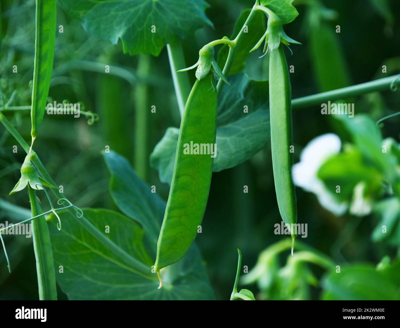Field peas on an open field in Lower Saxony Stock Photo - Alamy
