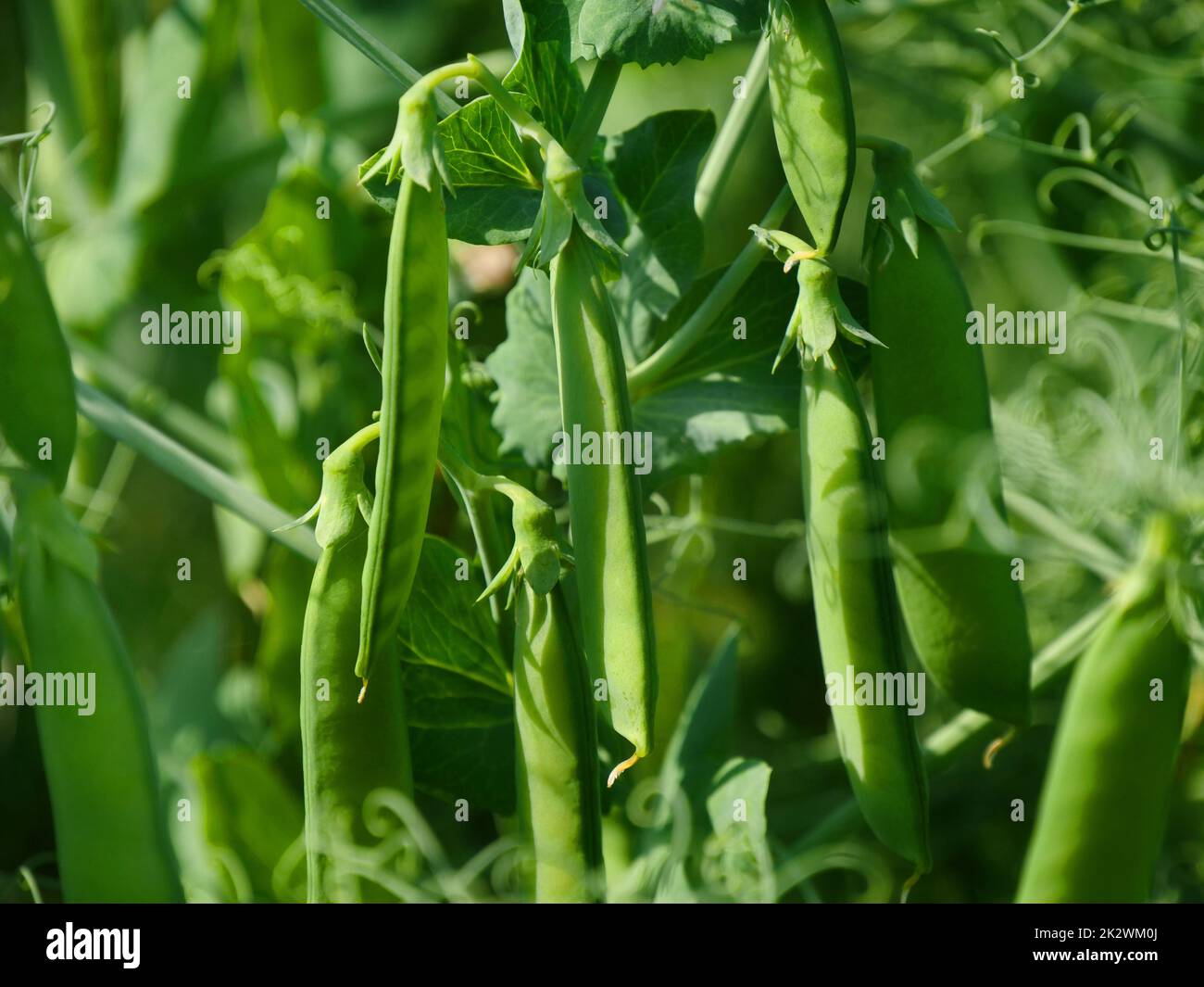 Field peas on an open field in Lower Saxony Stock Photo - Alamy