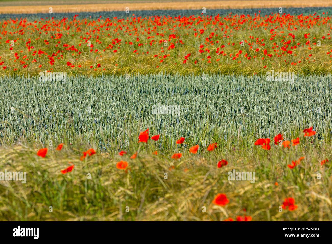 rows of different fields Stock Photo - Alamy
