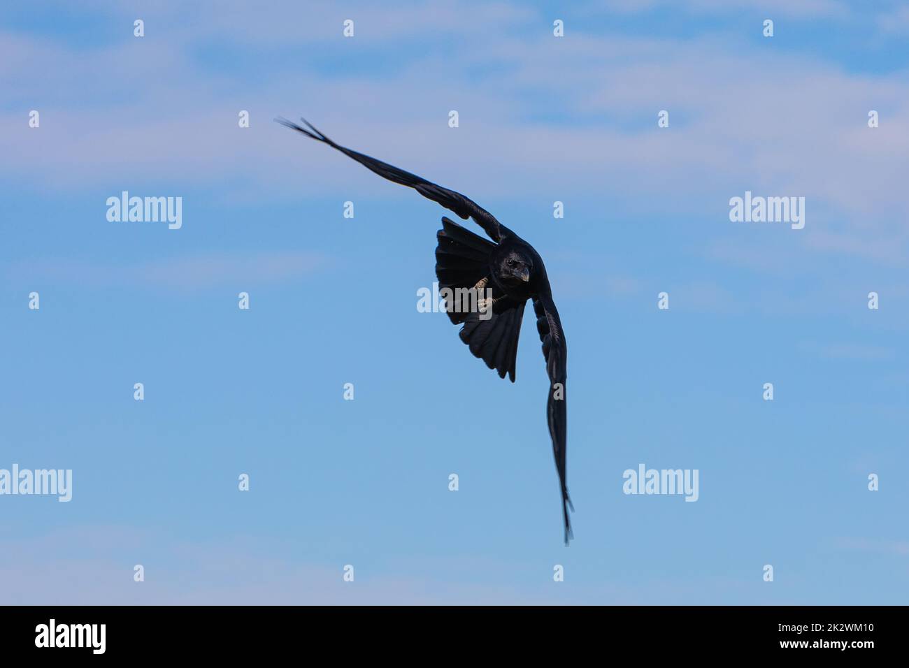 carrion crow diving in blue sky Stock Photo - Alamy