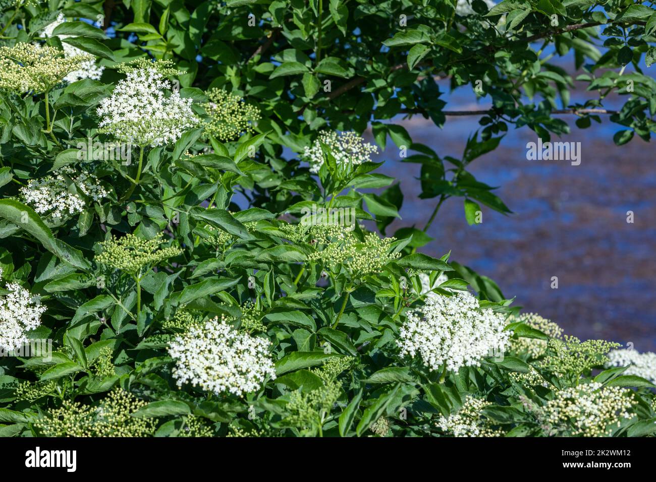 bush with many elder blossoms Stock Photo - Alamy
