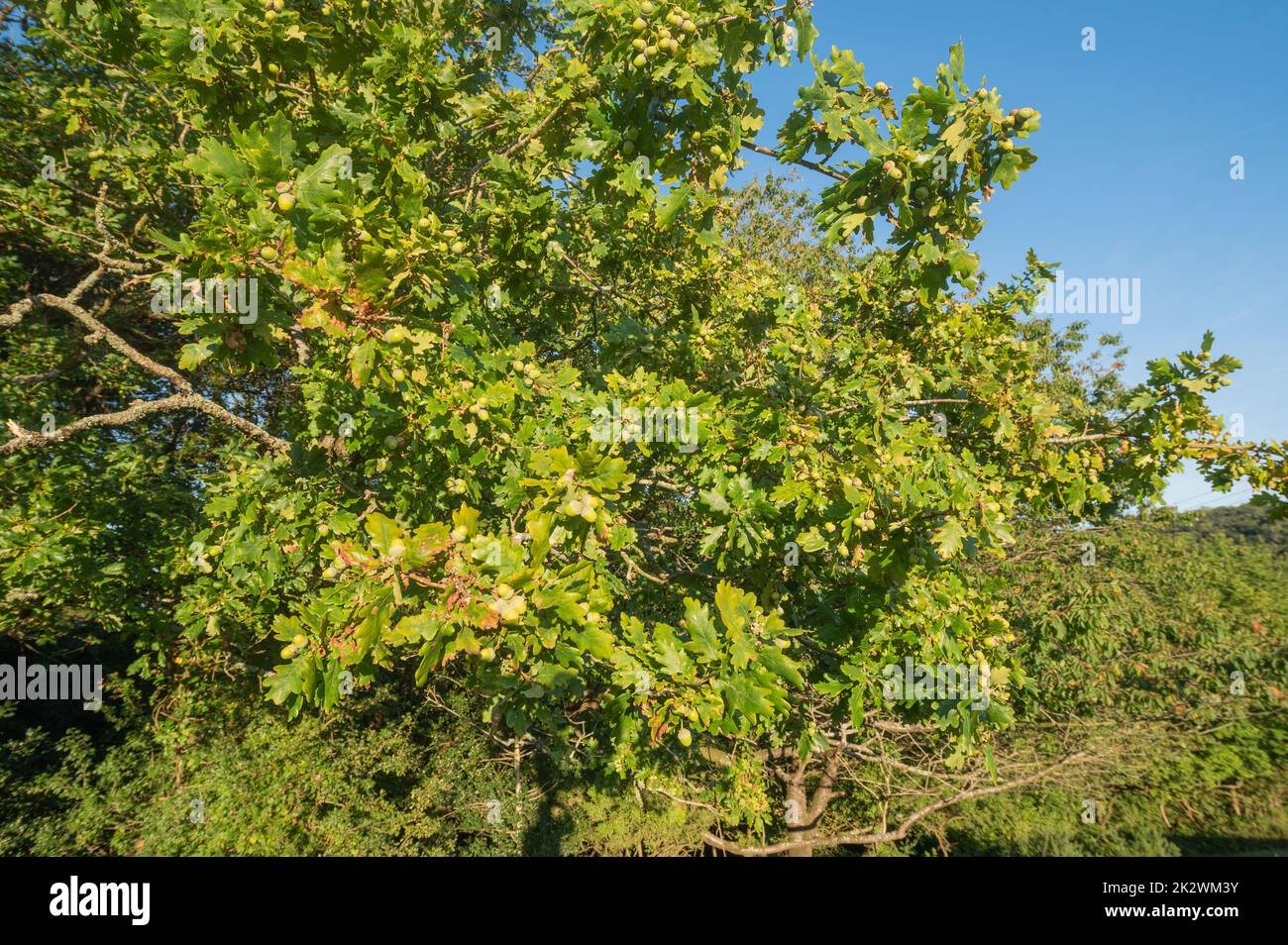 Abundant acorns on Pedunculate oak tree, Carmarthenshire, Wales, UK ...