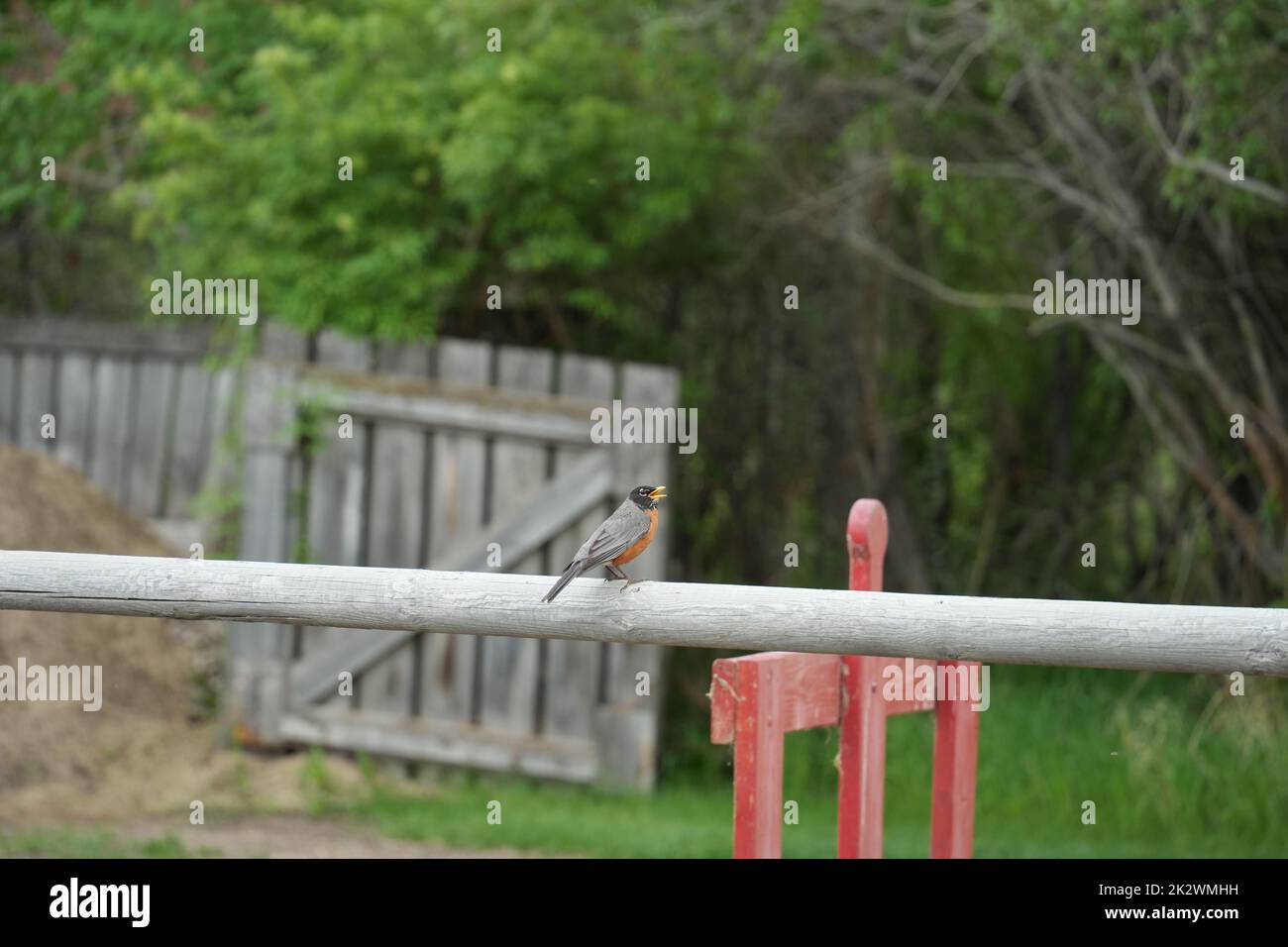A cute American robin sitting on wooden fence near country house under ...