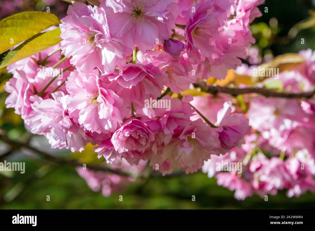 Japanese cherry blossom in spring. Macro view Stock Photo - Alamy