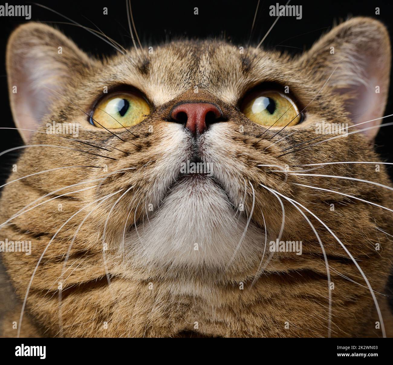 Portrait of an adult gray cat, the animal looks up. Shooting from below ...