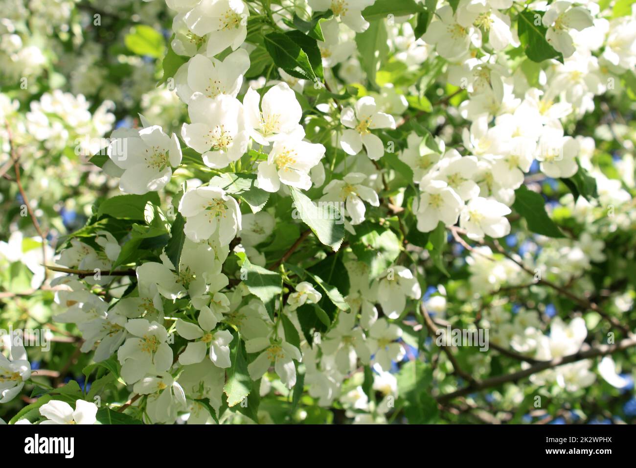 Blooming apple tree close-up Stock Photo - Alamy