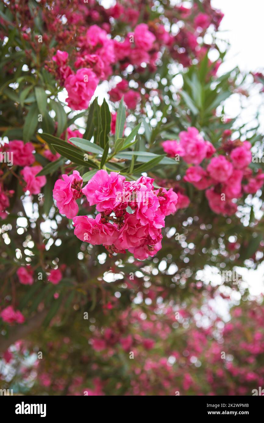 National flower of turkey hi-res stock photography and images - Alamy