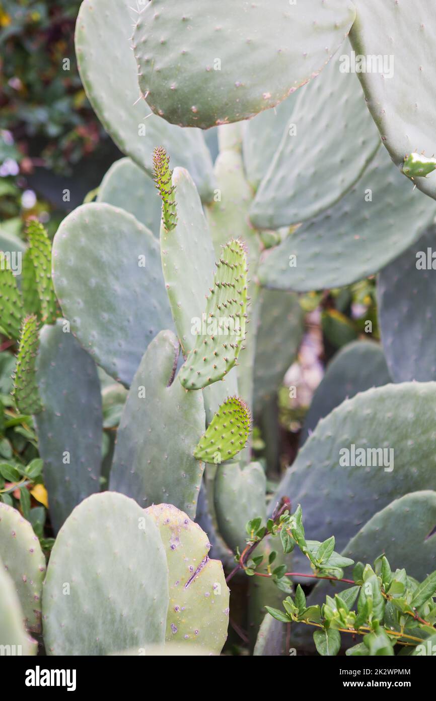 Cactus texture background. Cactus in the desert Stock Photo - Alamy