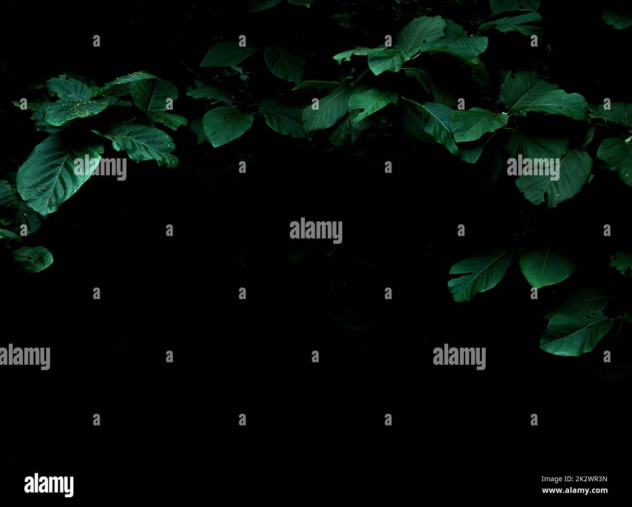 Tropical rainforest foliage plants bushes on dark background Stock ...
