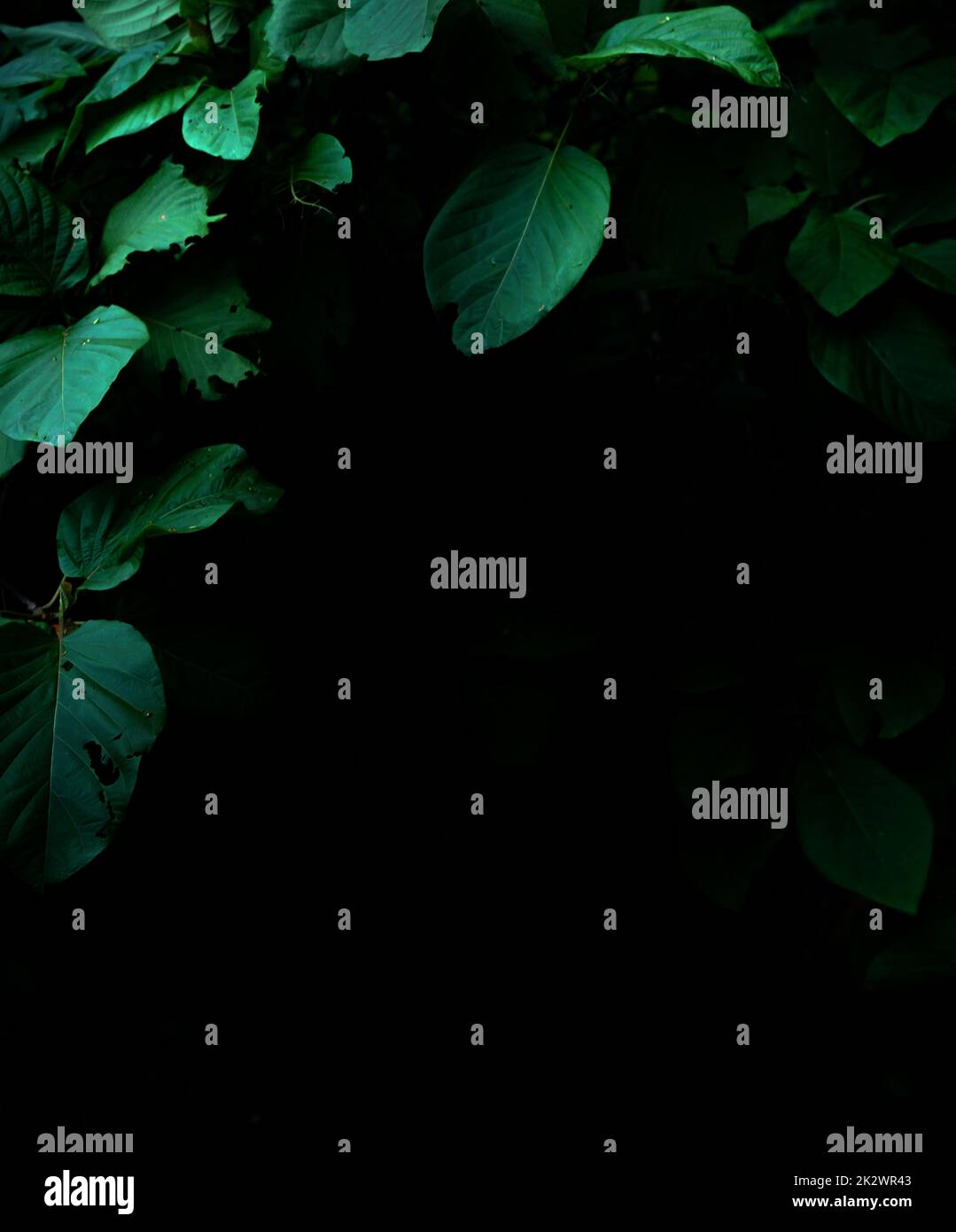 Tropical rainforest foliage plants bushes on dark background Stock ...
