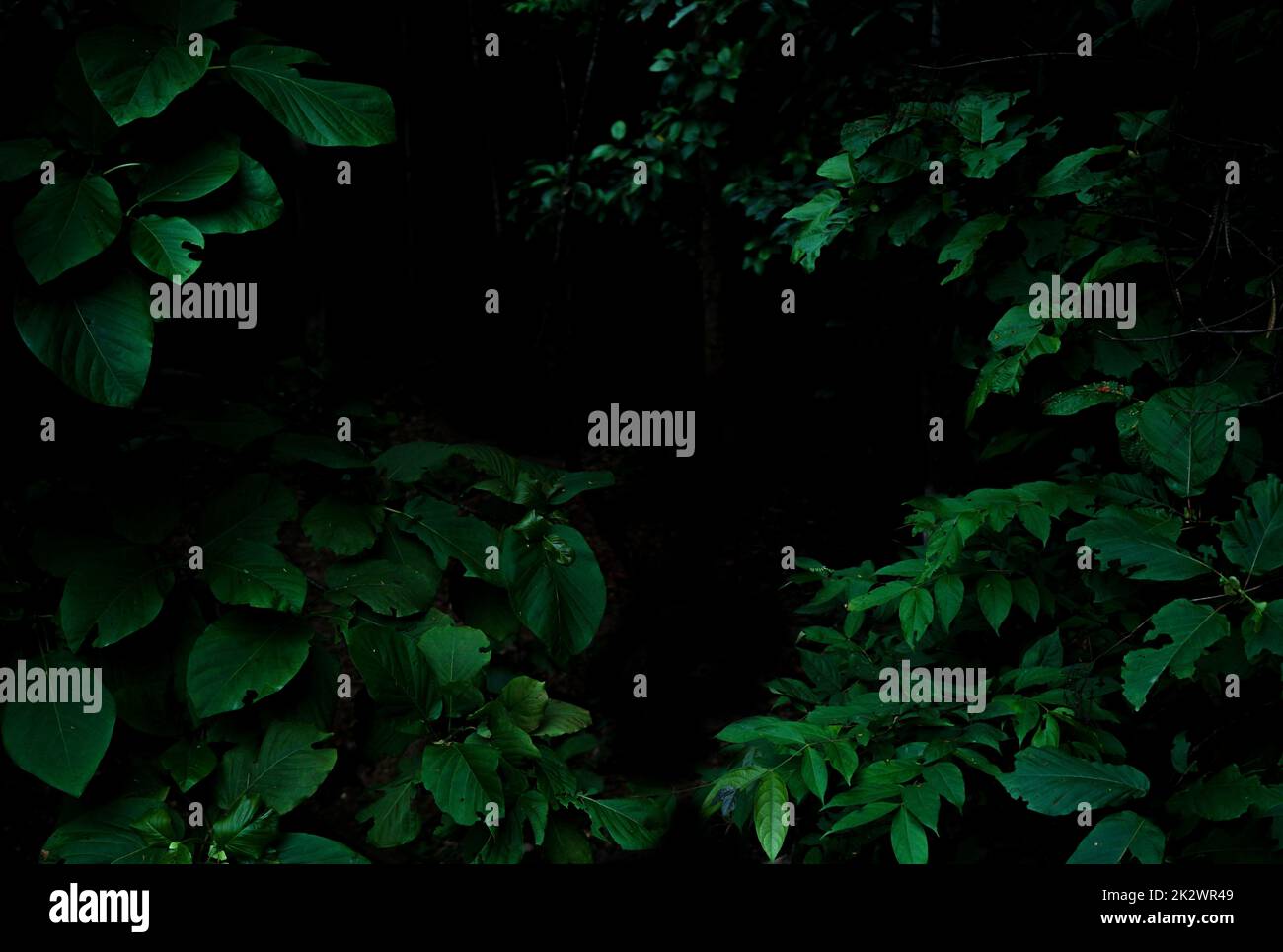 Tropical rainforest foliage plants bushes on dark background Stock ...