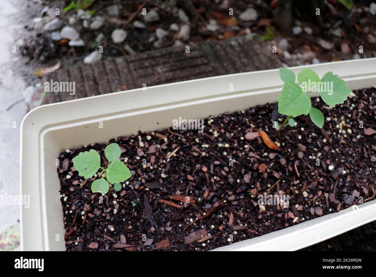 Two potted seedlings hi-res stock photography and images - Alamy