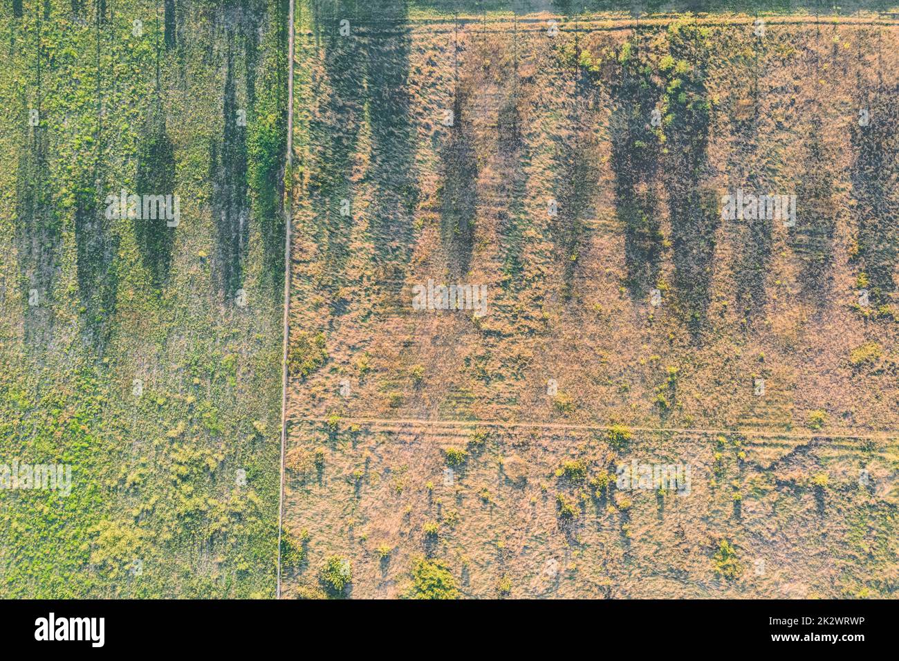 A grassy clearing. With long shadows of trees. During the setting sun ...