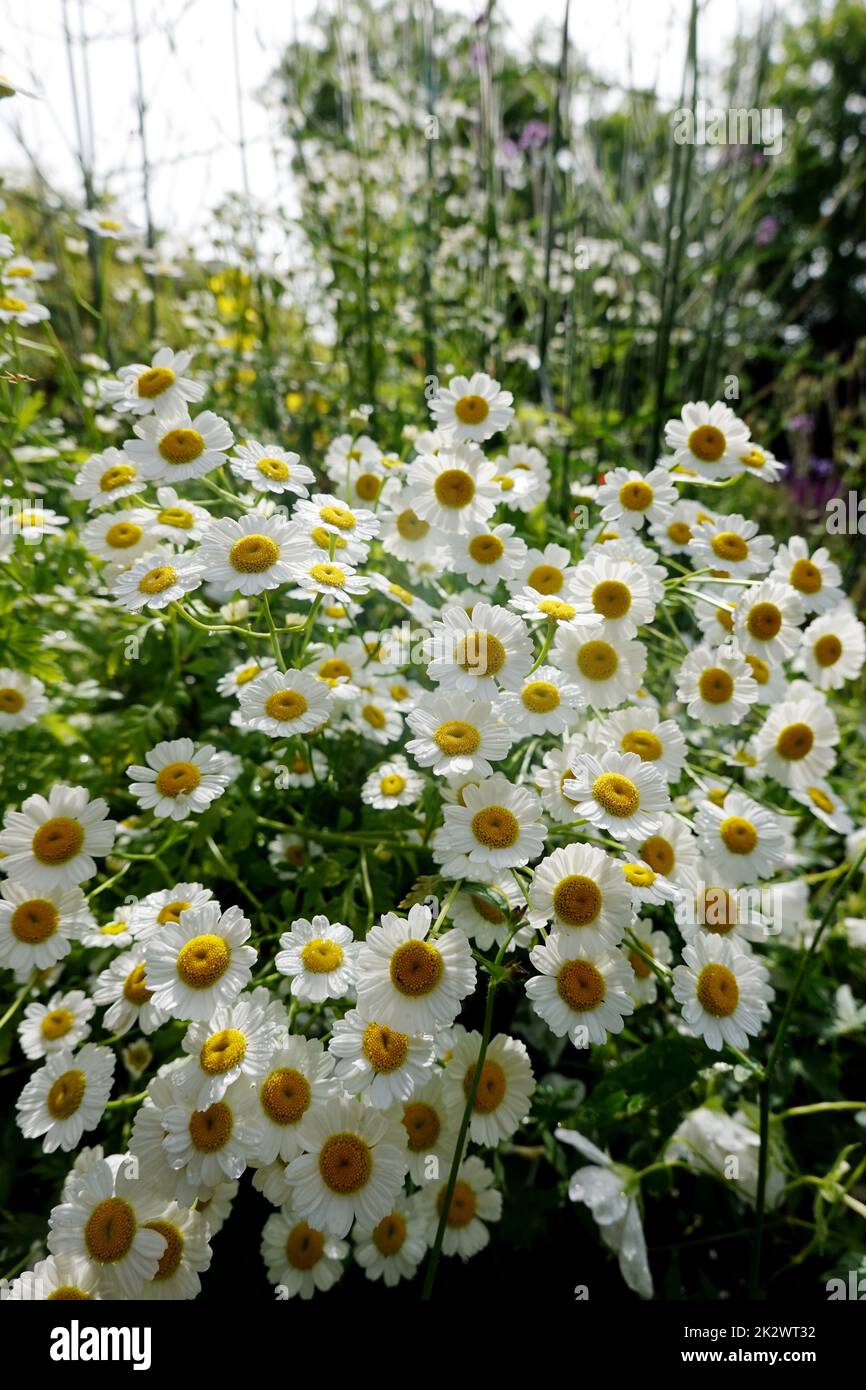 Mutterkraut (Tanacetum parthenium),Falsche Kamille, Zierkamille ...
