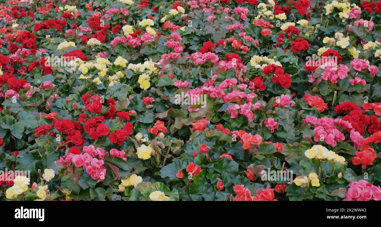 Begonia rose green leaf hi-res stock photography and images - Alamy