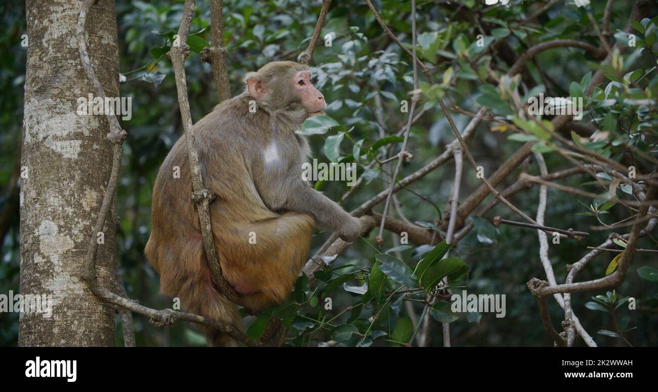 Wild monkey in the forest Stock Photo - Alamy
