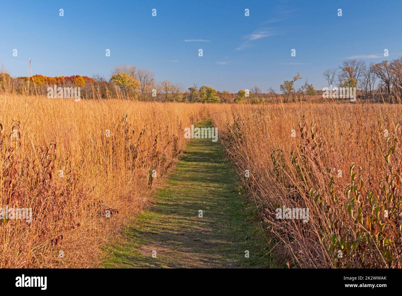 Path Through the Prairie Grasses in the Fall Stock Photo - Alamy