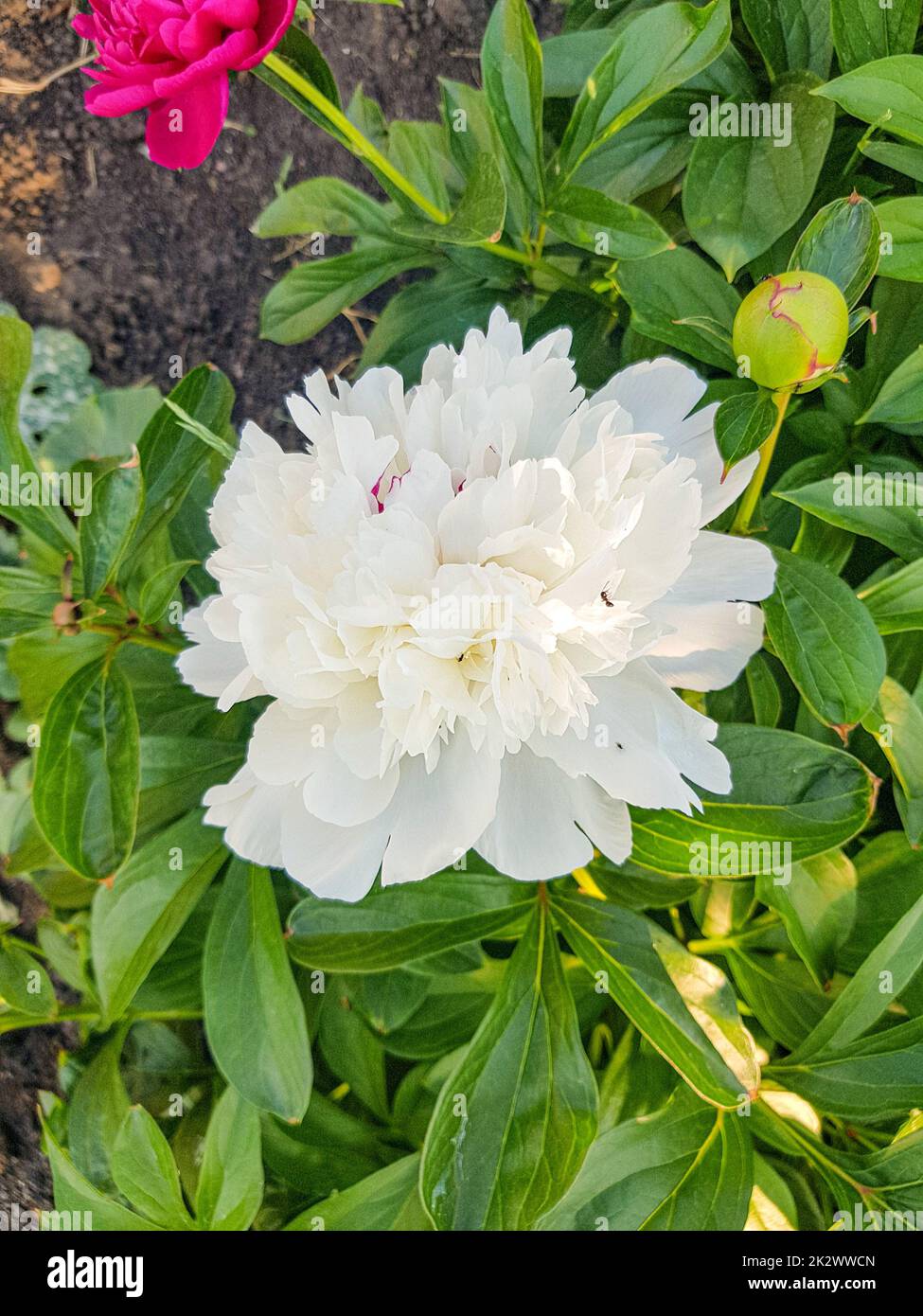 One white peony on a green bush background. Floral background with ...