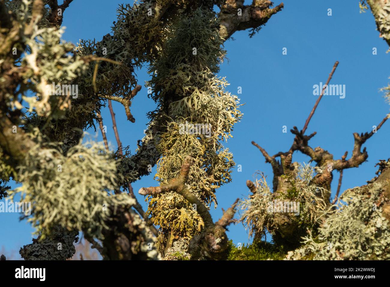 Oak moss oil hi-res stock photography and images - Alamy