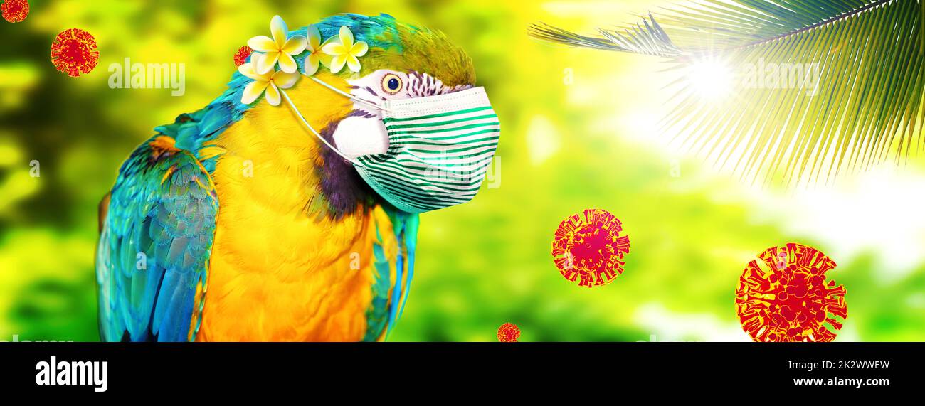 Macaw parrot with medical mask on vacation Stock Photo - Alamy