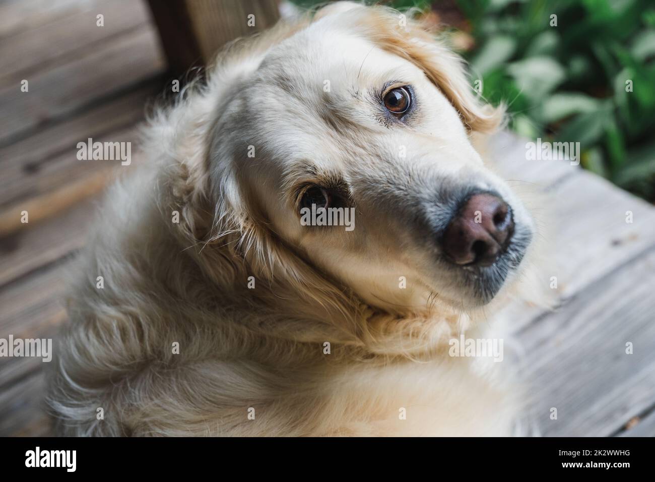 Pleading animal hi-res stock photography and images - Alamy