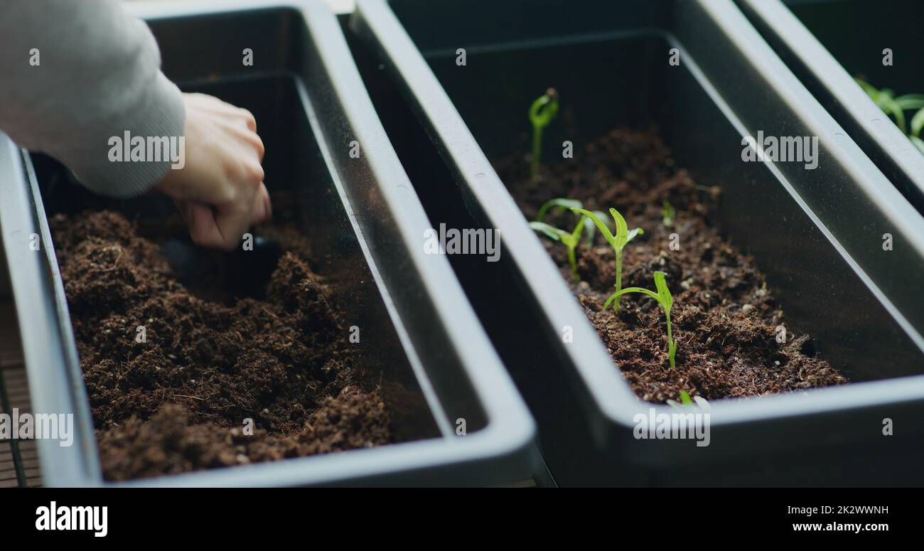 Seedling on soil in small garden at home balcony Stock Photo - Alamy