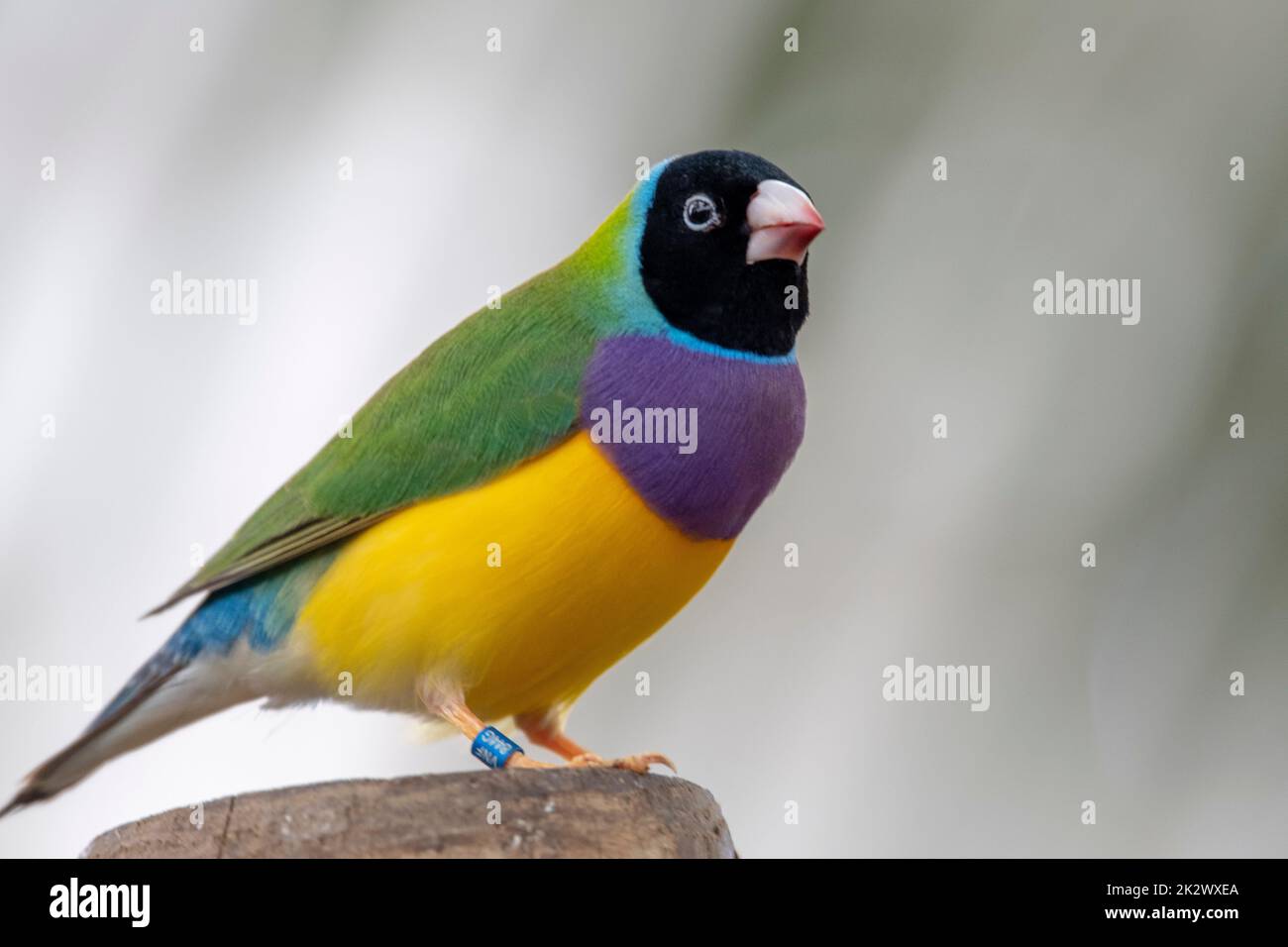 Lady gouldian finch hi-res stock photography and images - Alamy