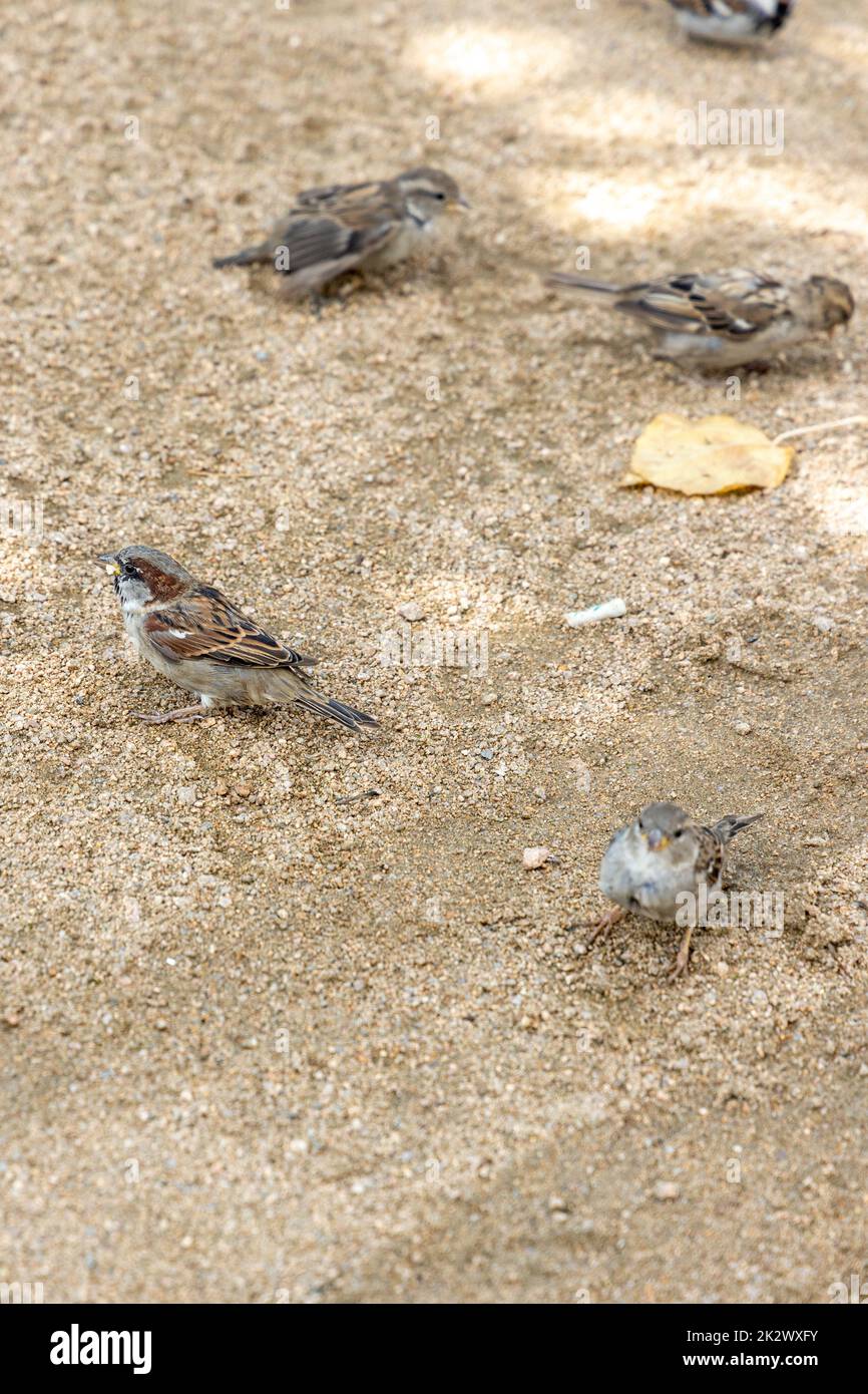 Sparrows cavort in the sand Stock Photo - Alamy