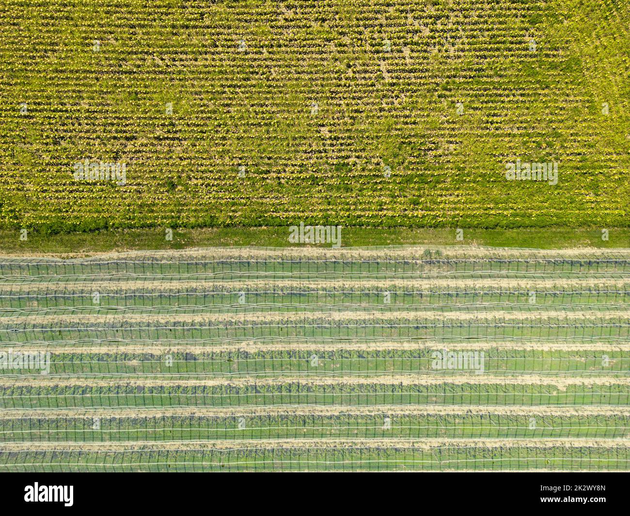 A panorama of a farmland and pear trees with a hail net over them Stock ...