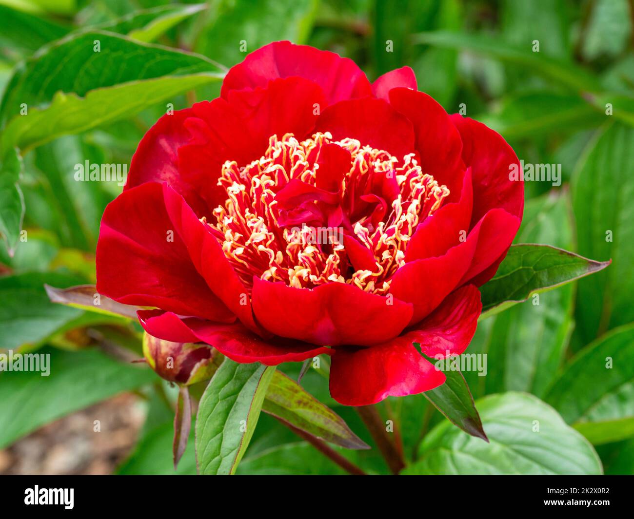 Beautiful Peony flower variety Midnight Sun in a garden Stock Photo - Alamy